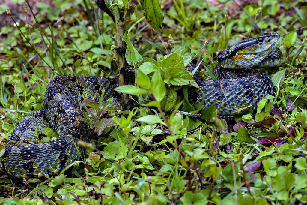 The Barta Story – Kedar Bhide